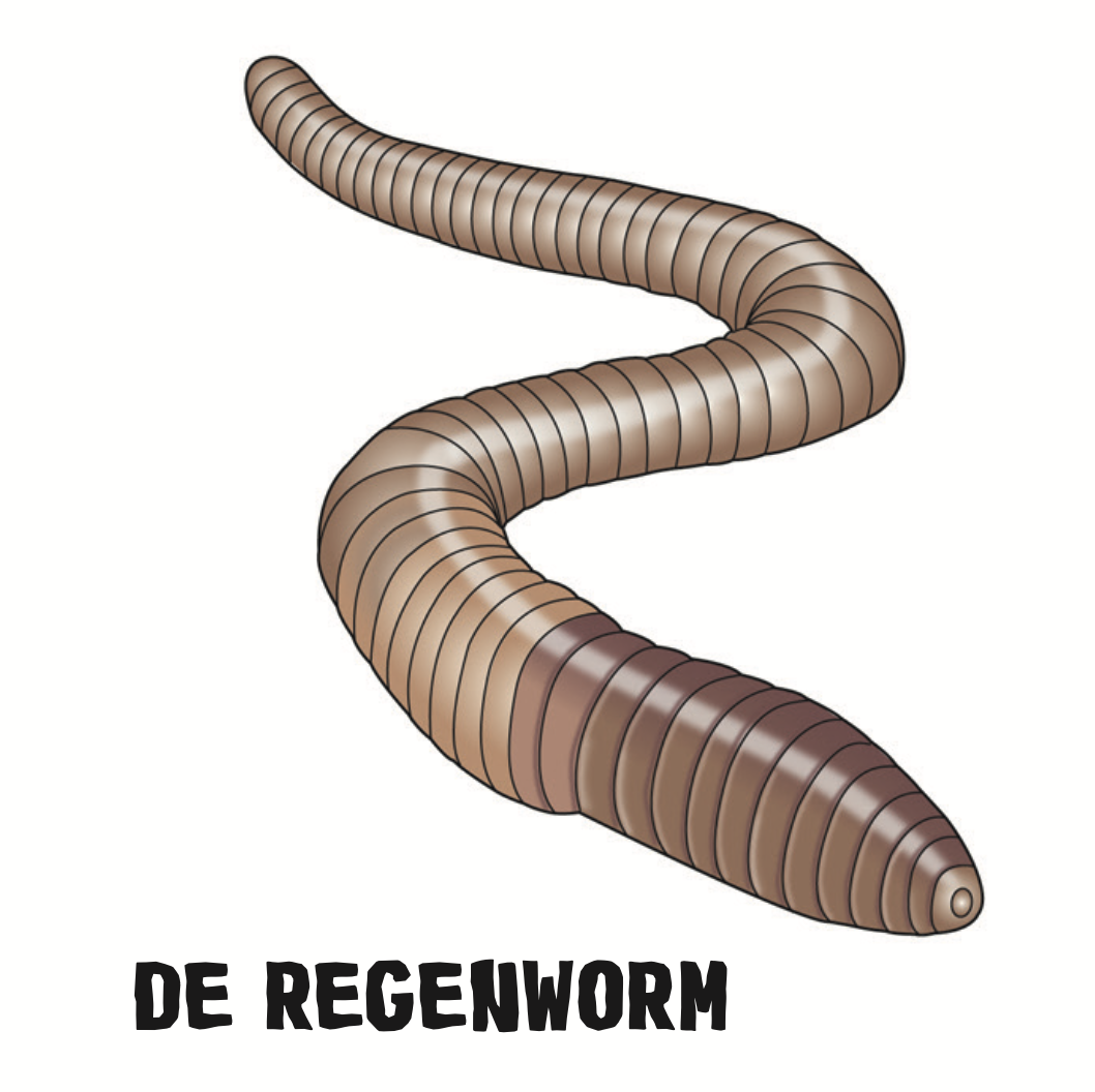 Regenworm | Blije Vogels Westerpark